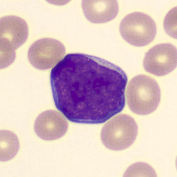 Hématopoïèse | CellWiki