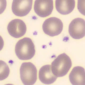 Hematopoëse | CellWiki