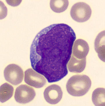 Hématopoïèse | CellWiki