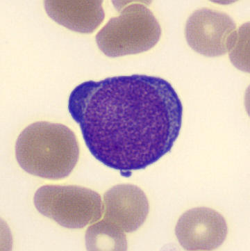 Hématopoïèse | CellWiki