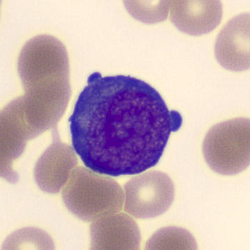 Hematopoëse | CellWiki