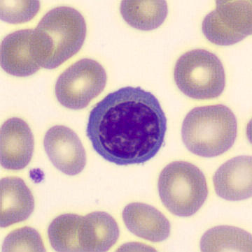 Hematopoëse | CellWiki