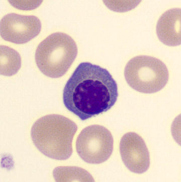 Hematopoëse | CellWiki