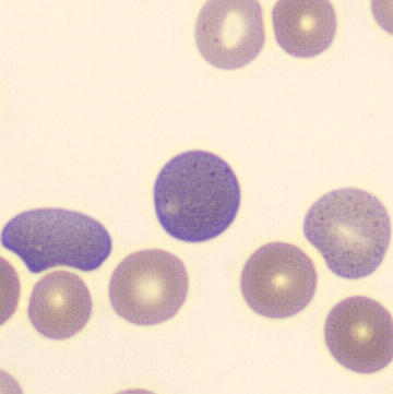 Hematopoiesis | CellWiki