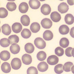 Hematopoëse | CellWiki