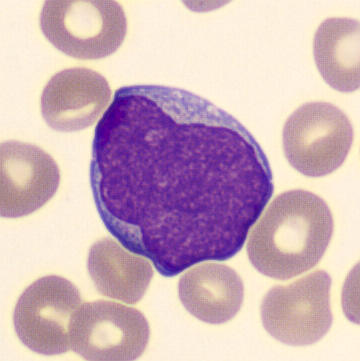 Hématopoïèse | CellWiki