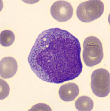 Hématopoïèse | CellWiki