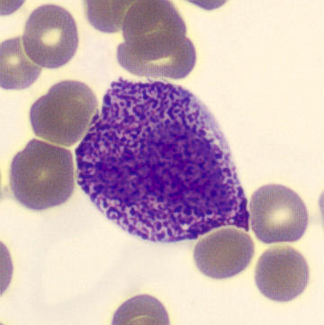 Hematopoëse | CellWiki