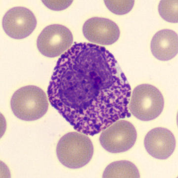 Hematopoiesis | CellWiki