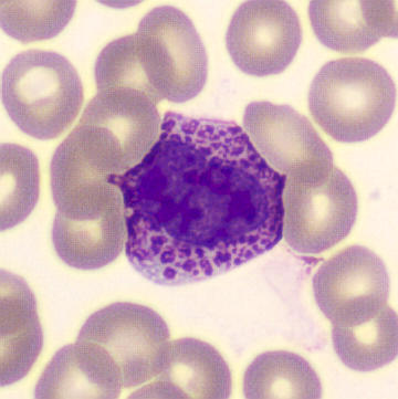 Hématopoïèse | CellWiki