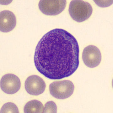 Hématopoïèse | CellWiki