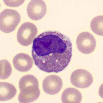 Hematopoiesis | CellWiki