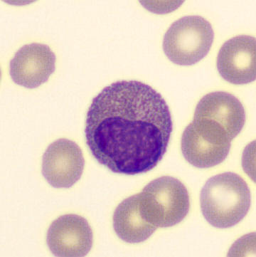 Hematopoiesis | CellWiki