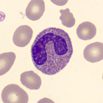 Hématopoïèse | CellWiki