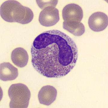 Hématopoïèse | CellWiki