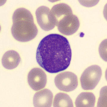 Hématopoïèse | CellWiki