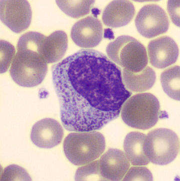 Hématopoïèse | CellWiki