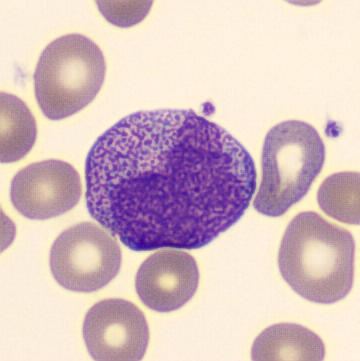 Hématopoïèse | CellWiki