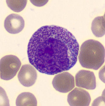 Hématopoïèse | CellWiki