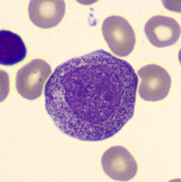 Hematopoiesis | CellWiki