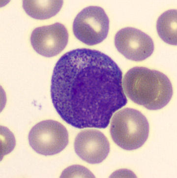 Hematopoiesis | CellWiki