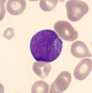 Hématopoïèse | CellWiki