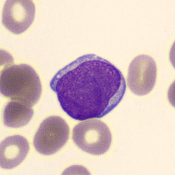 Hématopoïèse | CellWiki