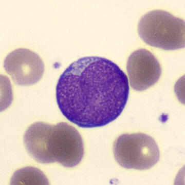 Hématopoïèse | CellWiki