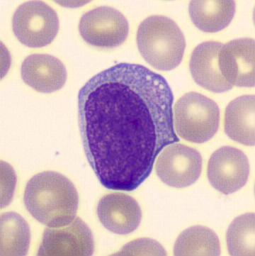 Hematopoëse | CellWiki