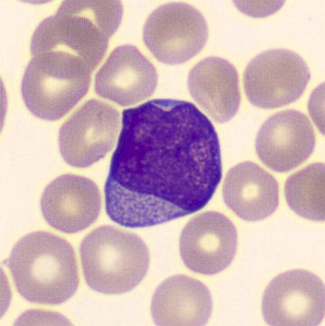 Hématopoïèse | CellWiki