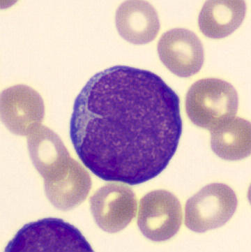 Hématopoïèse | CellWiki