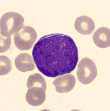 Hématopoïèse | CellWiki