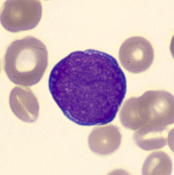 Hématopoïèse | CellWiki