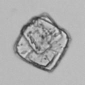 Uric acid - Diamond | CellWiki